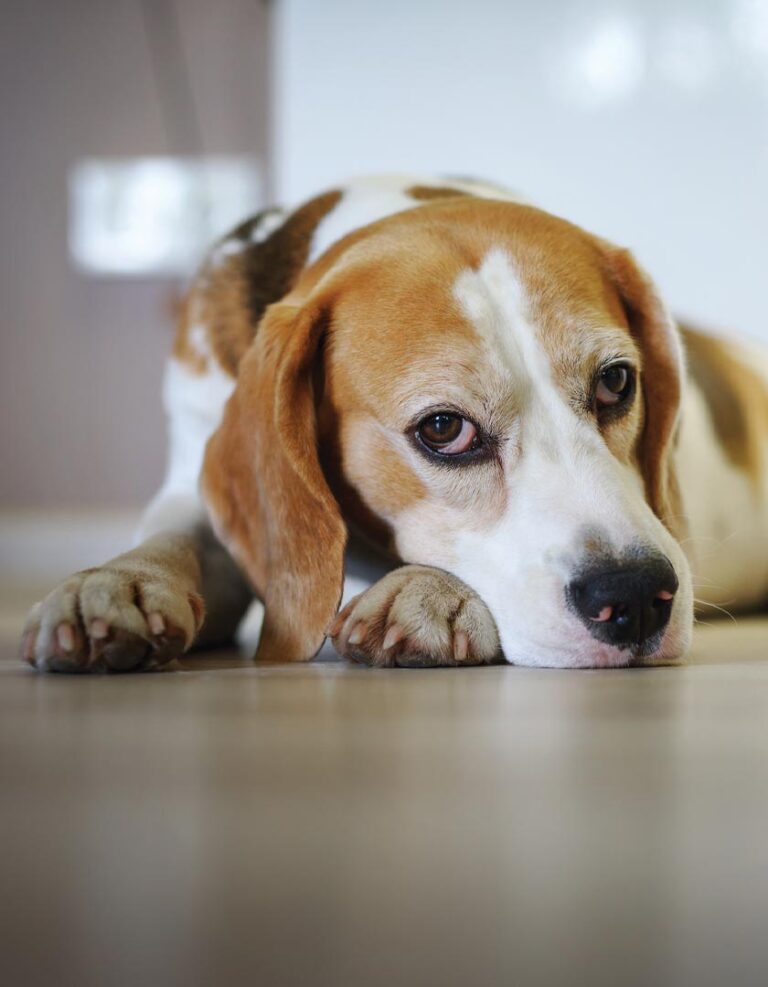 Disease Information in Parrish, FL | Parrish Veterinary Clinic