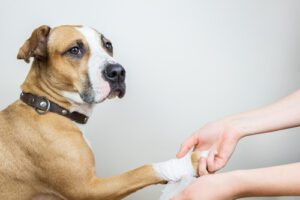 What to Do if Your Dog Has a Puncture Wound | Parrish Veterinary Clinic